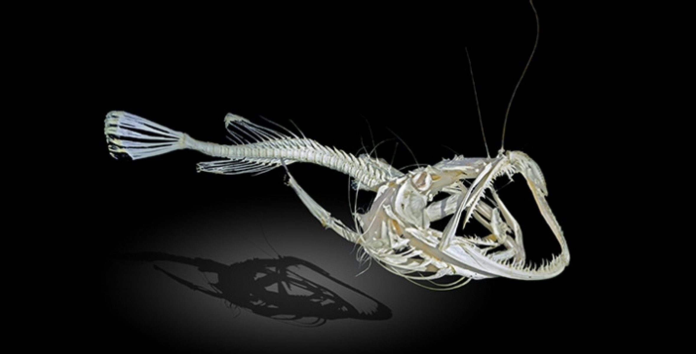 Naturskyddsföreningen Rädda en ful fisk! | FishEco