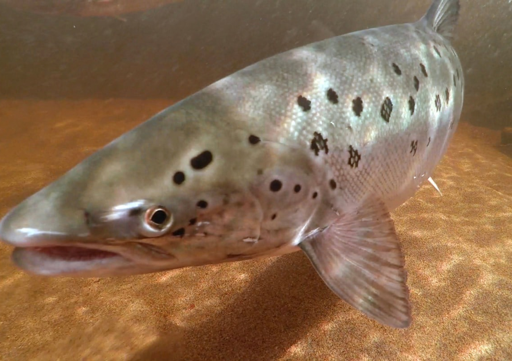 Alla tecken pekar åt fel håll - ingen återhämtning för den vilda laxen ...