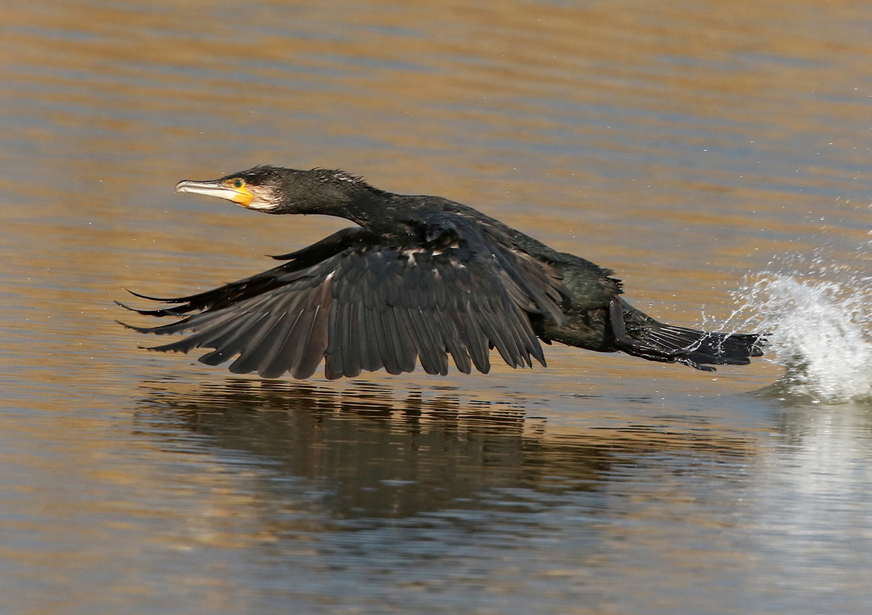 Vattenbombade ö med skarv - nu blir det böter! | FishEco