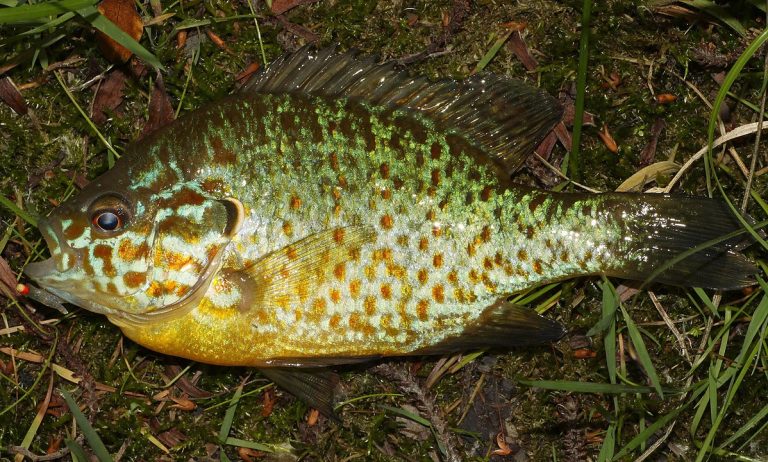 Solabborren i svenska vatten bekämpas med gift! | FishEco