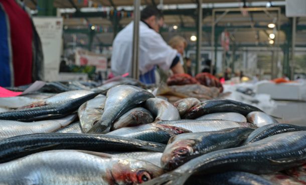 KD säger ja till fortsatt storskaligt foderfiske i Östersjön! | FishEco
