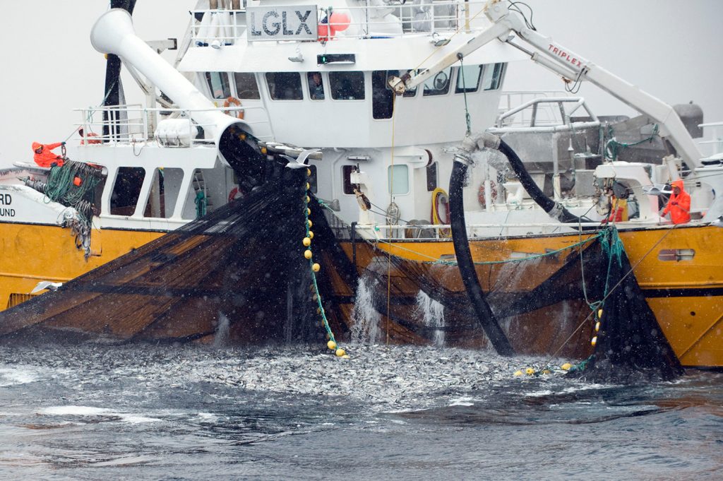 Ny rapport - Här hamnar den svenska strömmingen! | FishEco